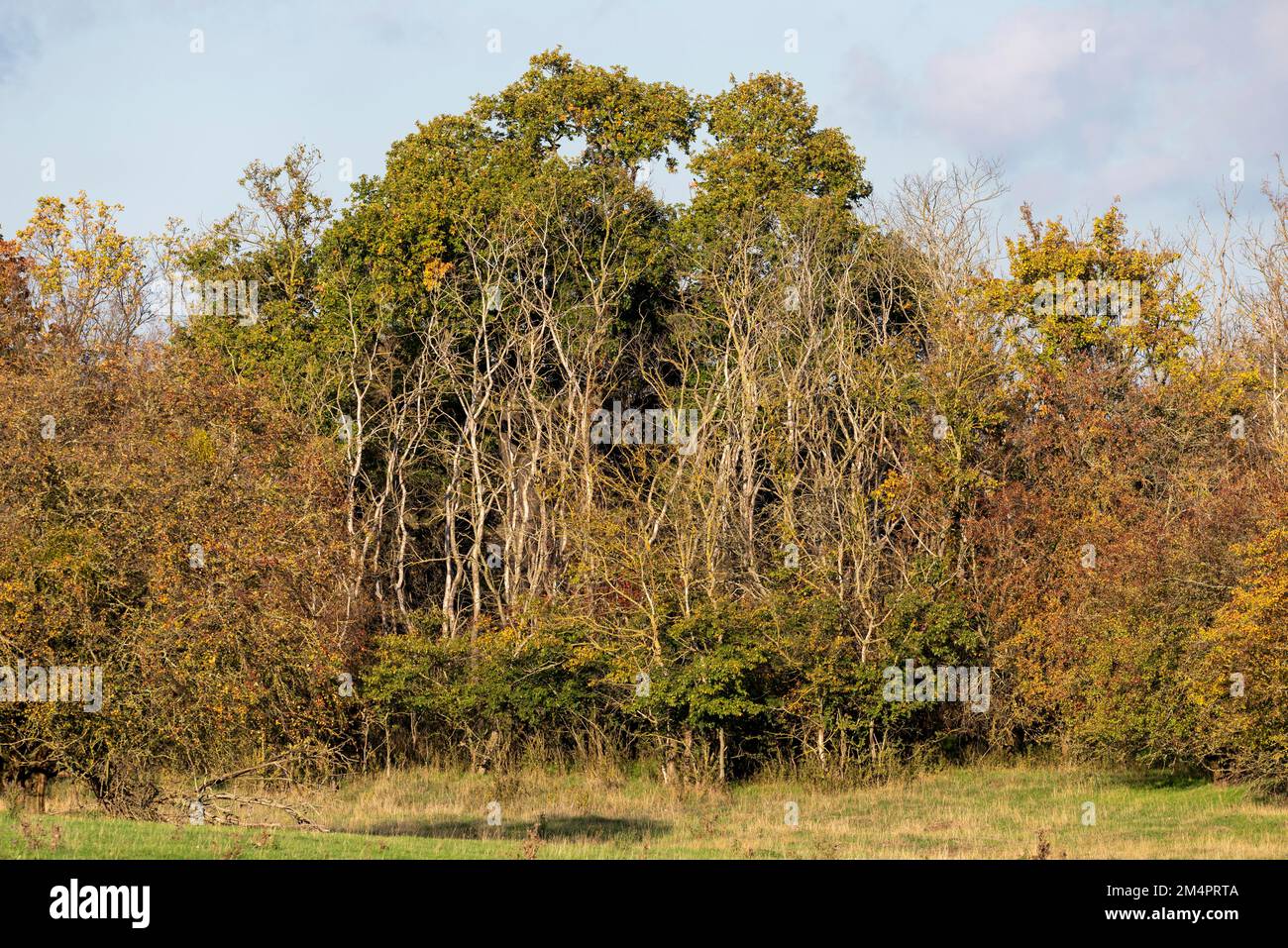 Withered trees, deciduous trees in autumn, autumn colours ...