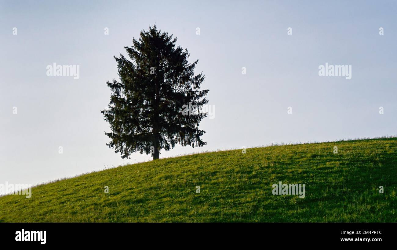 Conifer stand hi-res stock photography and images - Alamy