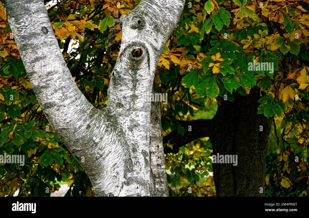 Birch (Betula) surrounded by autumn coloured foliage Stock Photo - Alamy