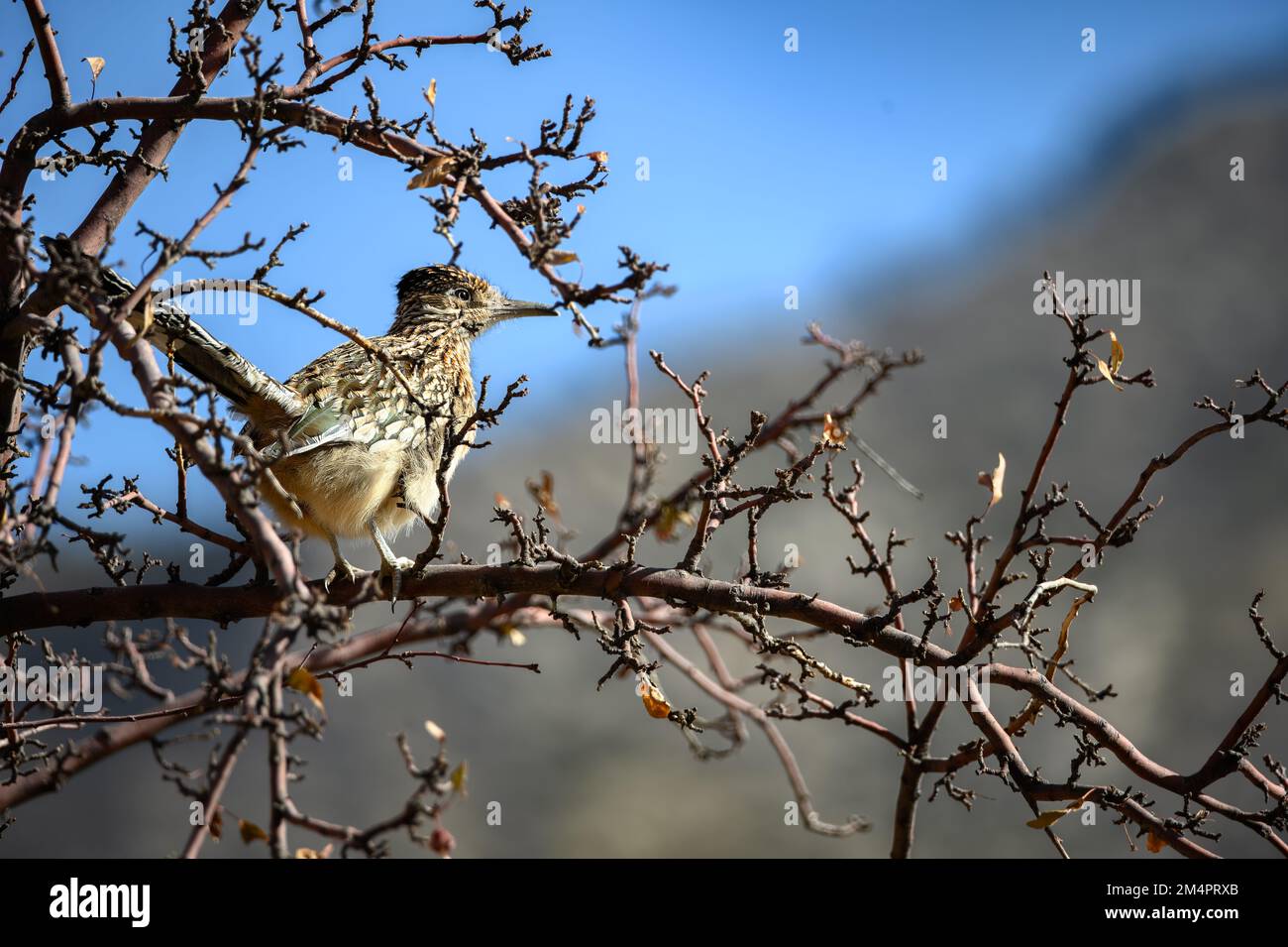 Roadrunner in tree hi-res stock photography and images - Alamy