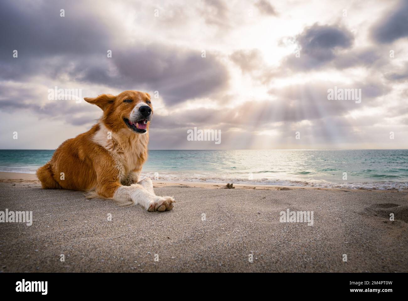 Dog lying at beach with ocean and dramatic sky in background Stock ...