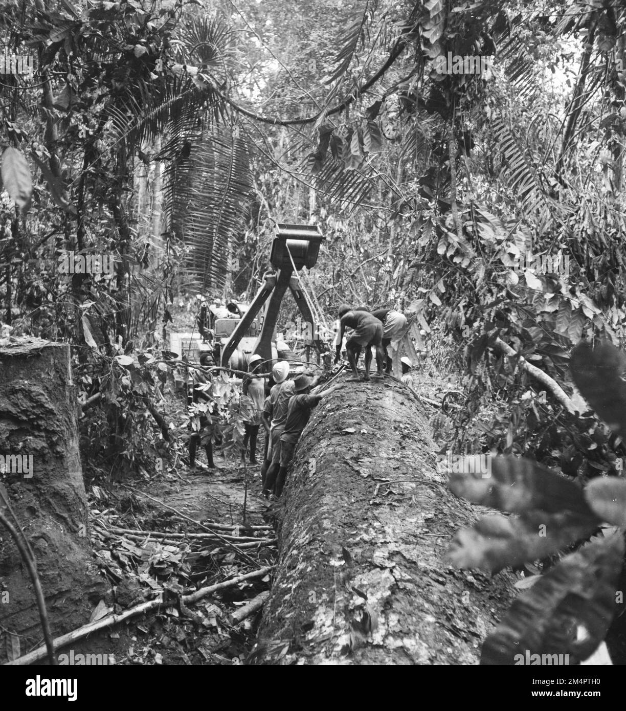 African Timber. Photographs of Marshall Plan Programs, Exhibits, and ...