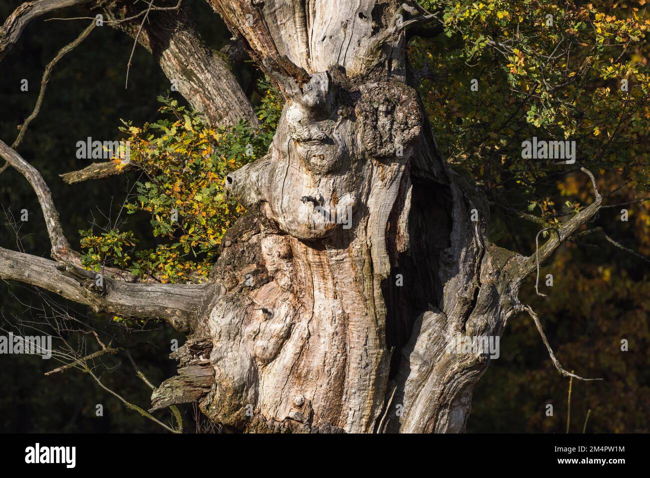 Face-like growth on an old english oak (Quercus robur) trunk, Hesse ...