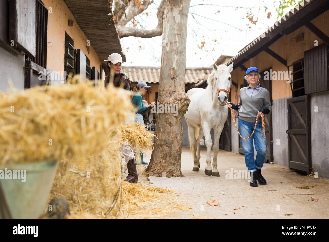 Thoroughbred horse owner hi-res stock photography and images - Alamy