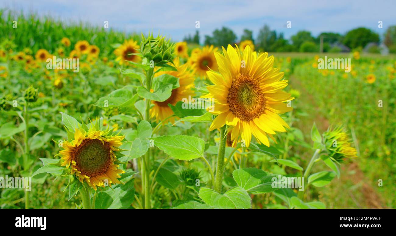 Sunflower field. Agriculture. Sunflowers blooming fluttering in the ...