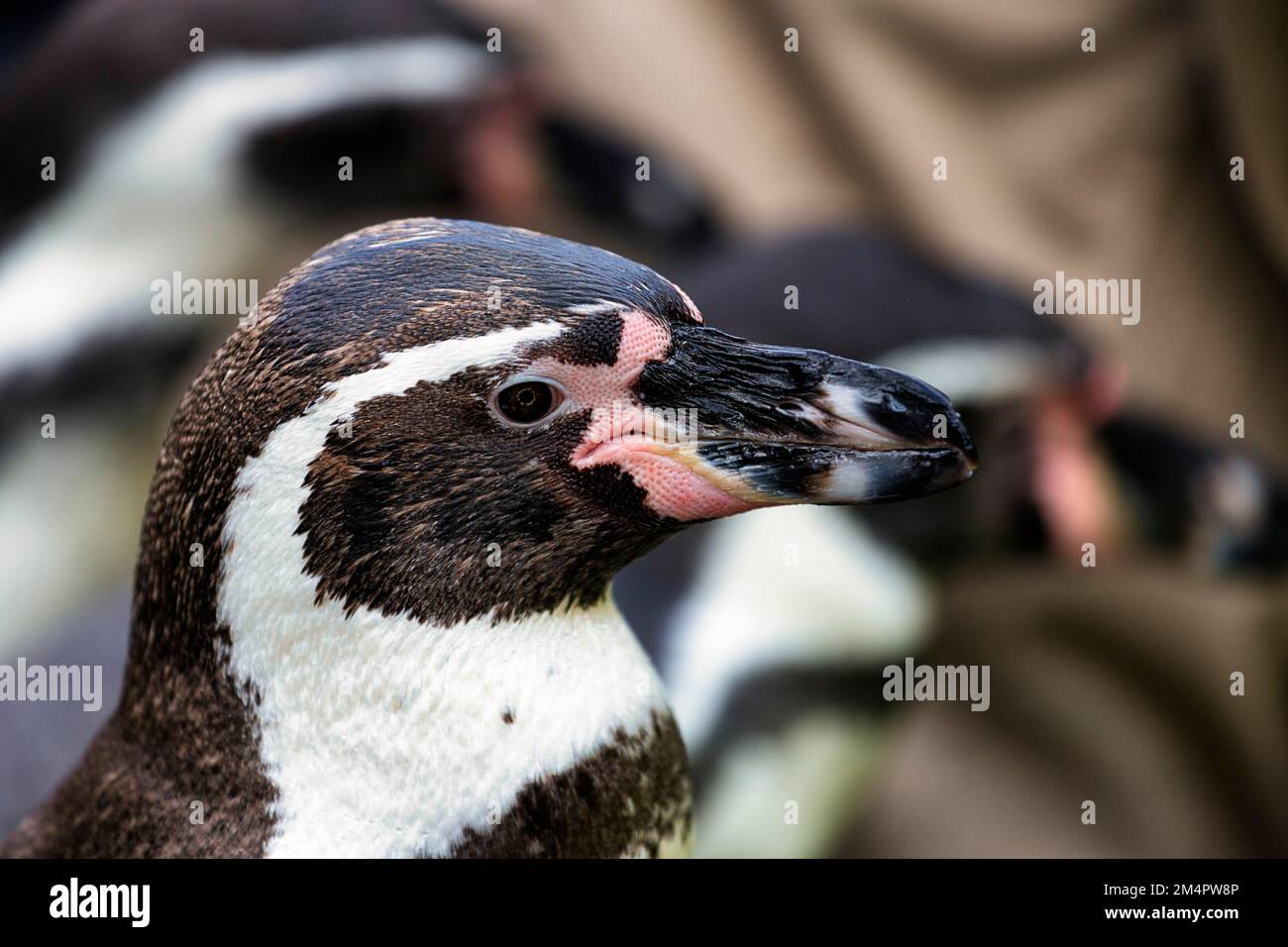 Penguin look camera hi-res stock photography and images - Alamy