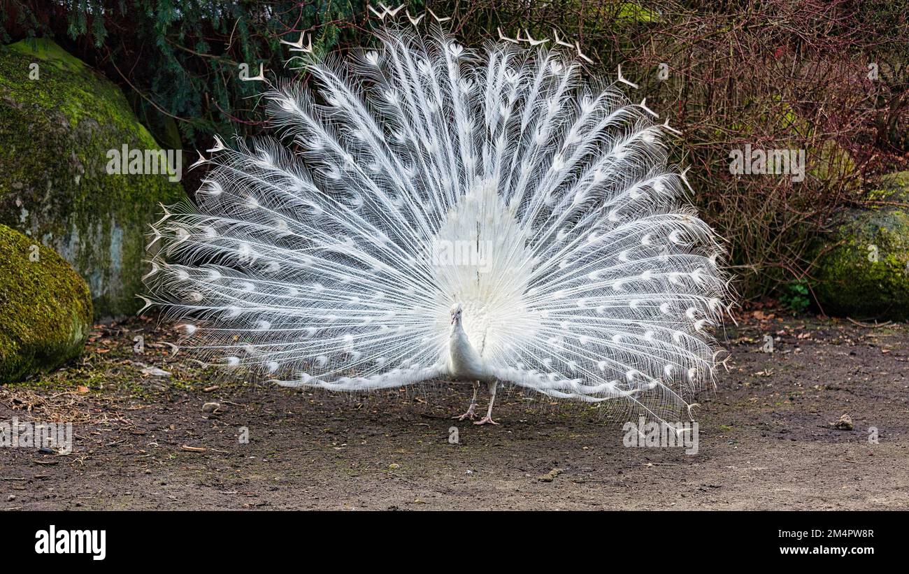 White indian peafowl (Pavo cristatus) doing cartwheels, courtship ...