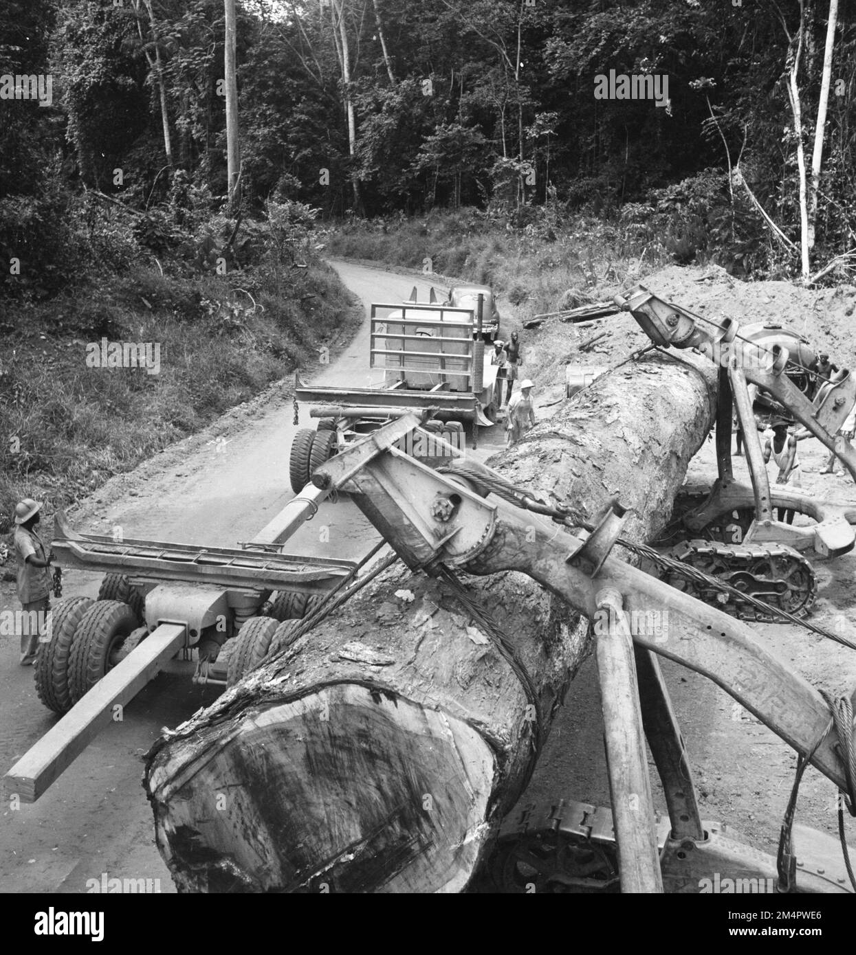 African Timber. Photographs of Marshall Plan Programs, Exhibits, and ...