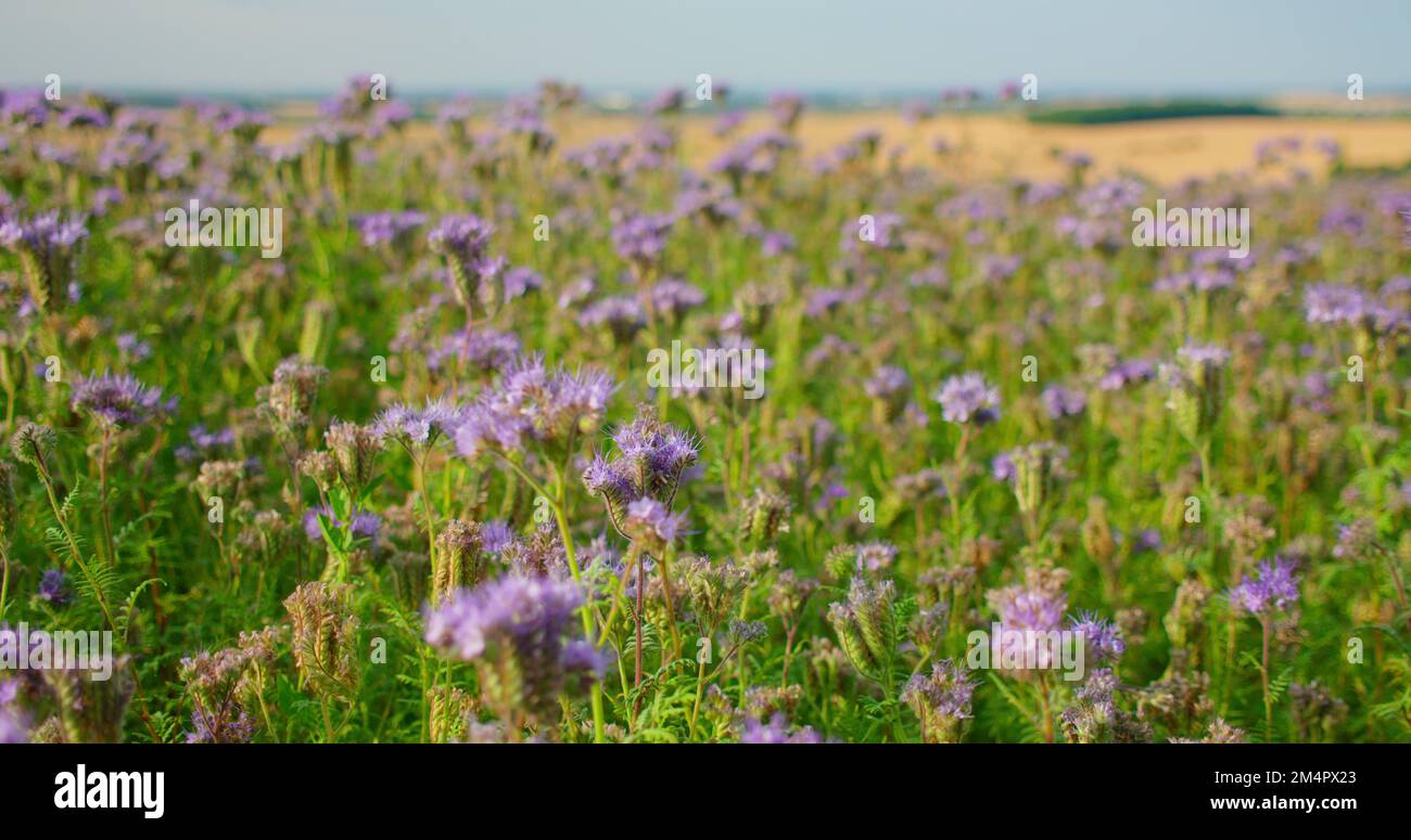 Honey bees polinate plants. Follow focus. Purple medicinal flowers in ...