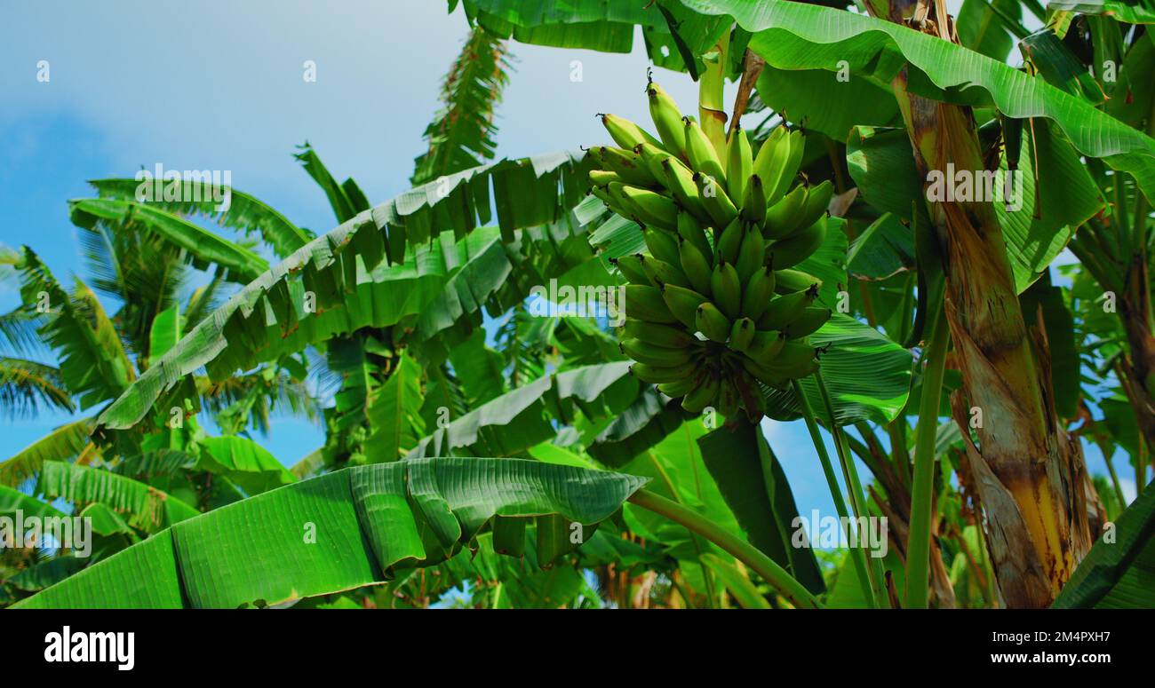 Green banana fruit growing on tropical palm tree at summer sunny day on ...