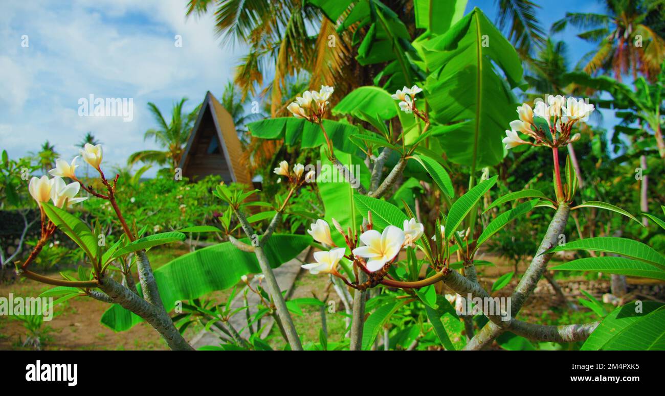 Tropical plumeria flowers and plants on paradise Bali Island with ...