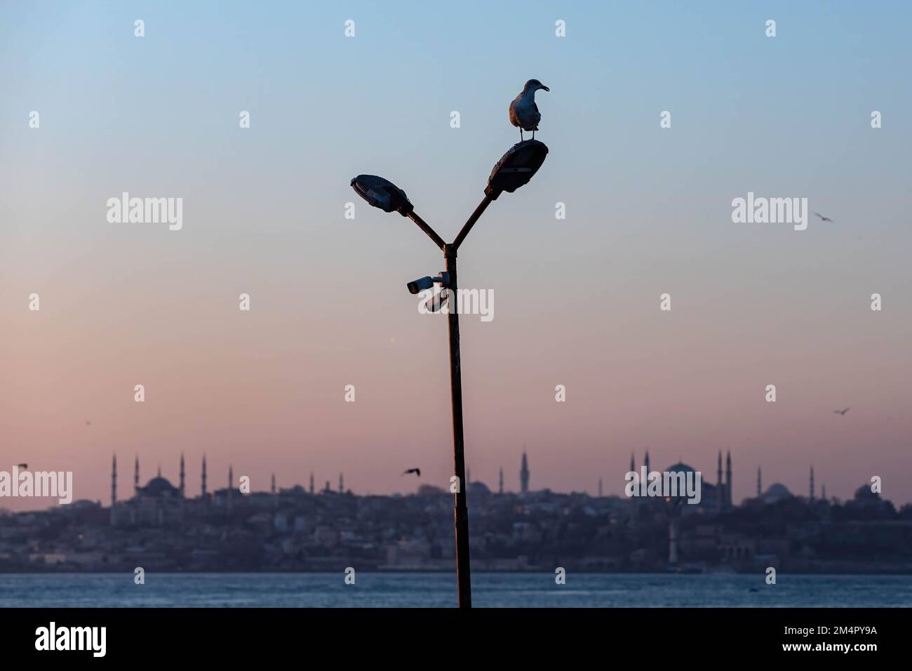 A seagull seen standing on the light pole at the Kadikoy pier with the ...