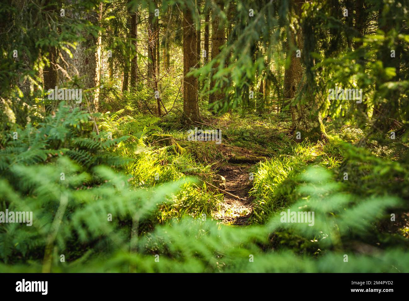 Window into the forest, Bad Wildbad, Germany Stock Photo - Alamy