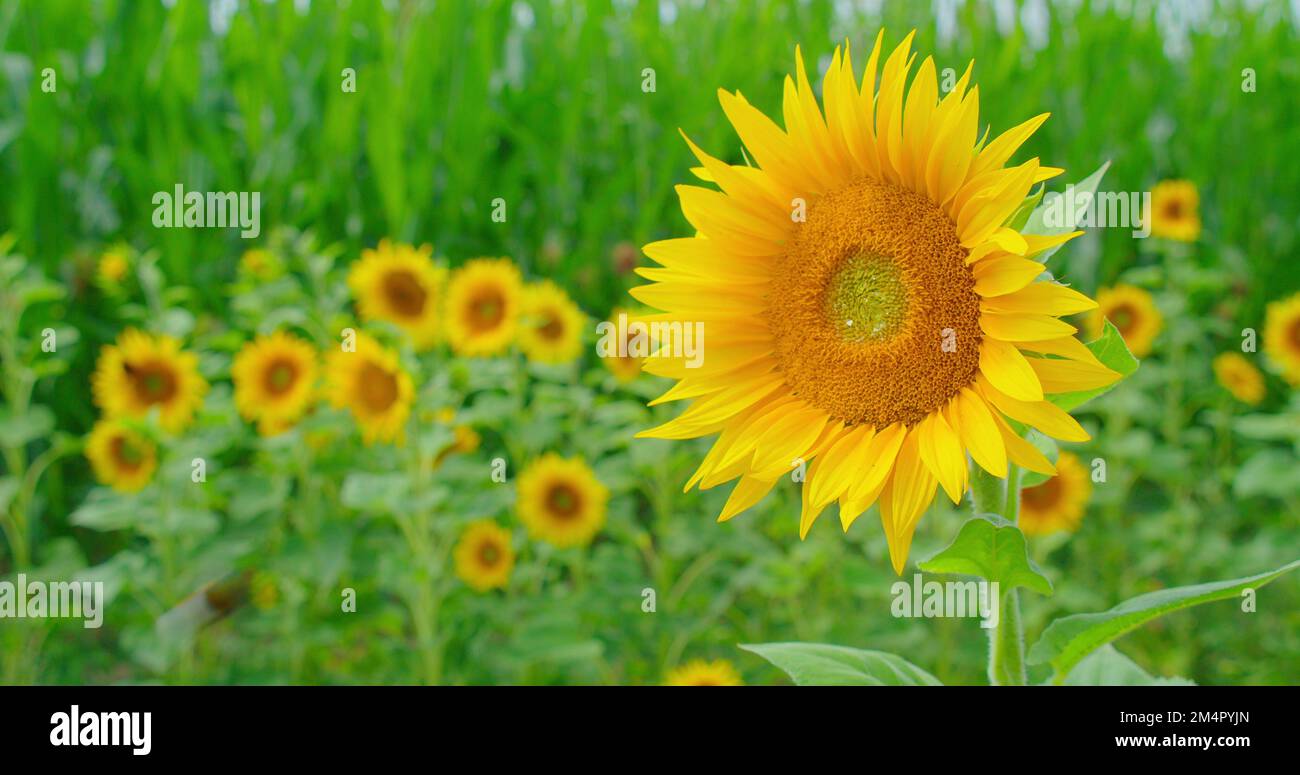 Sunflower field. Agriculture. Sunflowers blooming fluttering in the ...