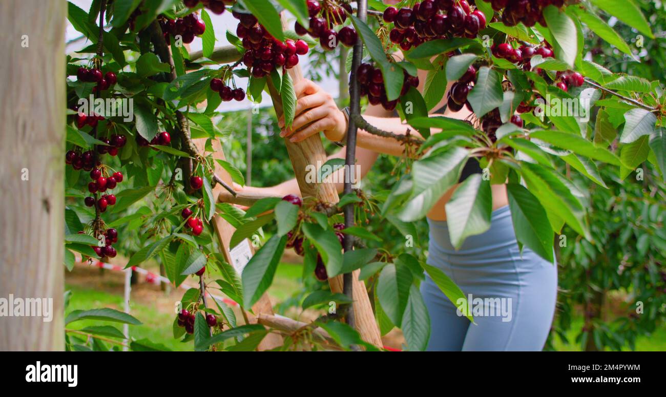 Tree branches with ripe cherries. Summer yard, gardener woman climbs a ...