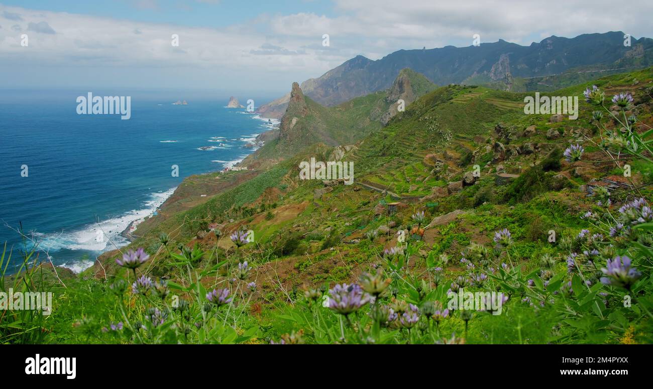 Mountain flowering clover sways in a strong wind, range mountains of ...