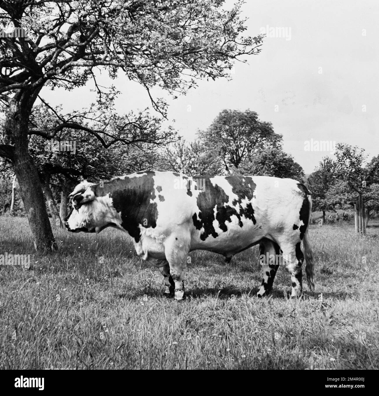 Cattle. Photographs of Marshall Plan Programs, Exhibits, and Personnel ...