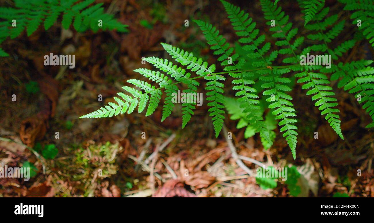 Static close up shot forest hi-res stock photography and images - Alamy