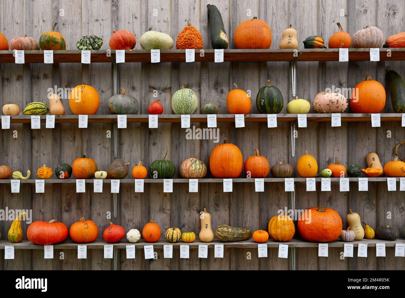 Cucurbita species hi-res stock photography and images - Alamy