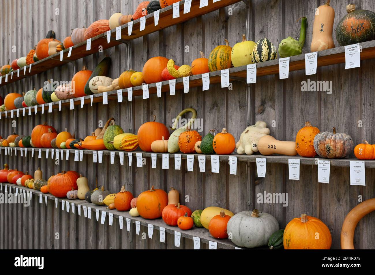 Cucurbita species hi-res stock photography and images - Alamy