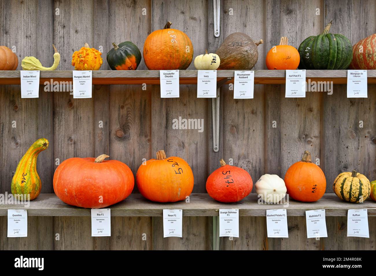 Cucurbita species hi-res stock photography and images - Alamy