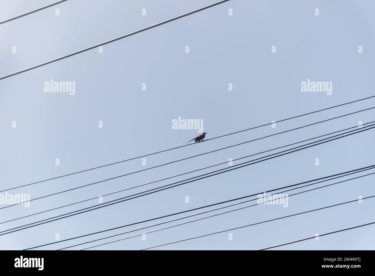 Bird on a utility electricity wires, Salvador, Brazil Stock Photo - Alamy