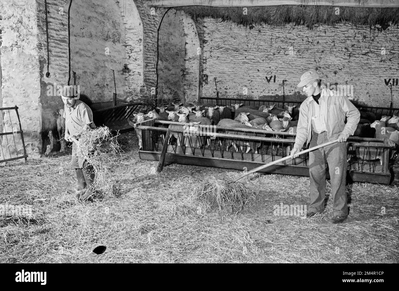 4-H Club Delegate, Tracy Remy, in French Farm. Photographs of Marshall ...