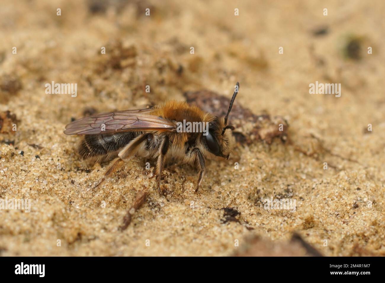 Natural closeup on a fresh emerged femalesandpit mining bee, Andrena ...