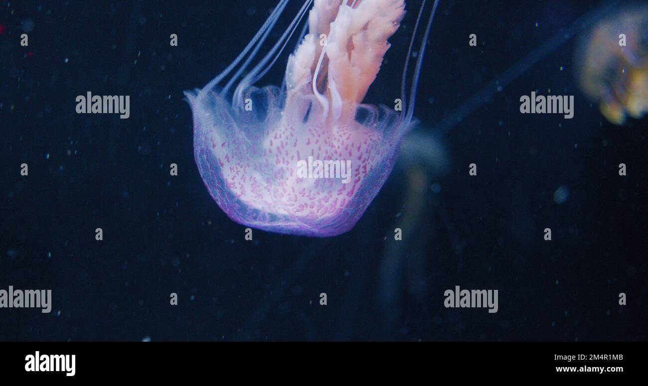 Shiny vibrant fluorescent jellyfish glow underwater, dark neon dynamic ...