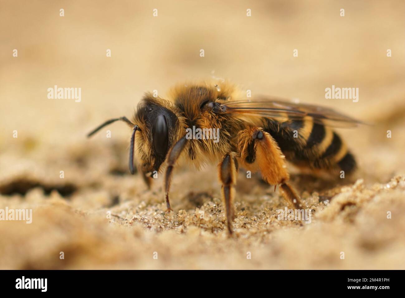 Natural closeup on a female Yellow-legged Mining Bee, Andrena flavipes ...