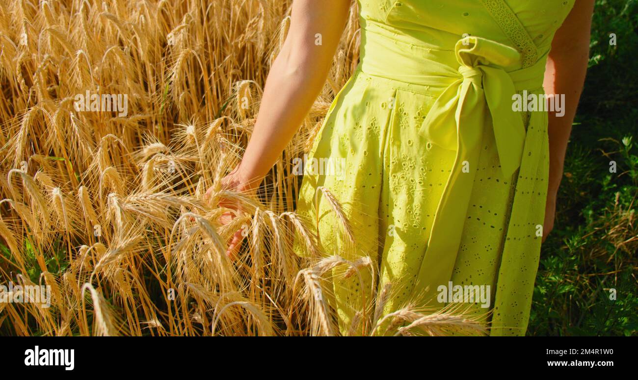 Harvest time. Beauty in nature. Golden crop. Girl in field of wheat and ...