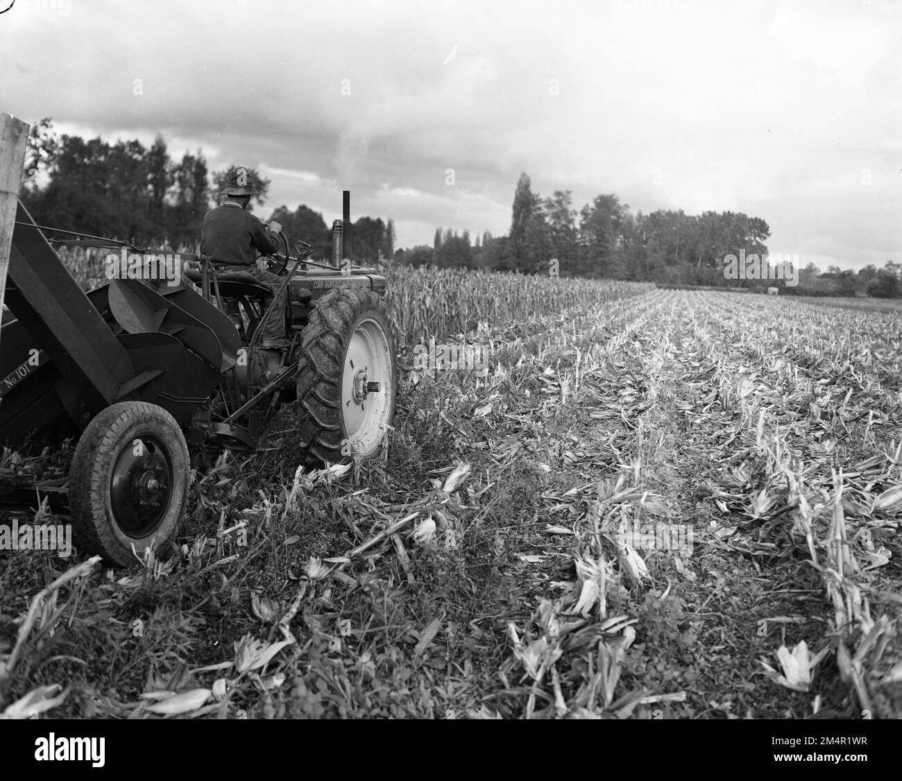 Hybrid Corn - Experimental Farm at Asile St-Leon. Photographs of ...