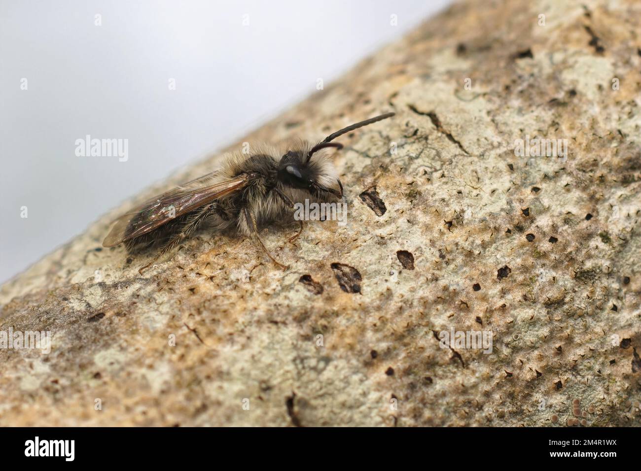 Natural closeup of a male of the Mellow miner mining bee, Andrena mitis ...