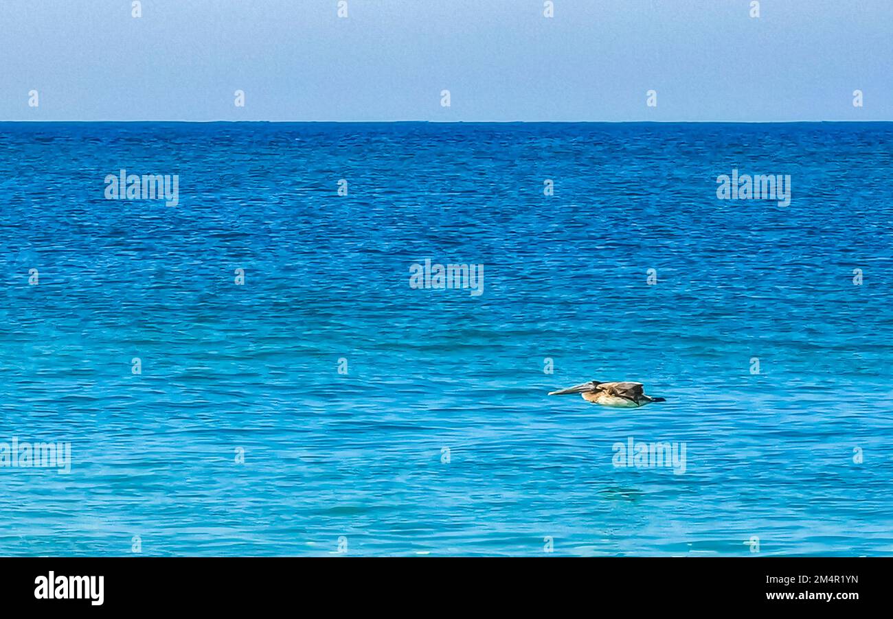 Beautiful pelican bird pelicans birds flying over the sea in Zicatela ...