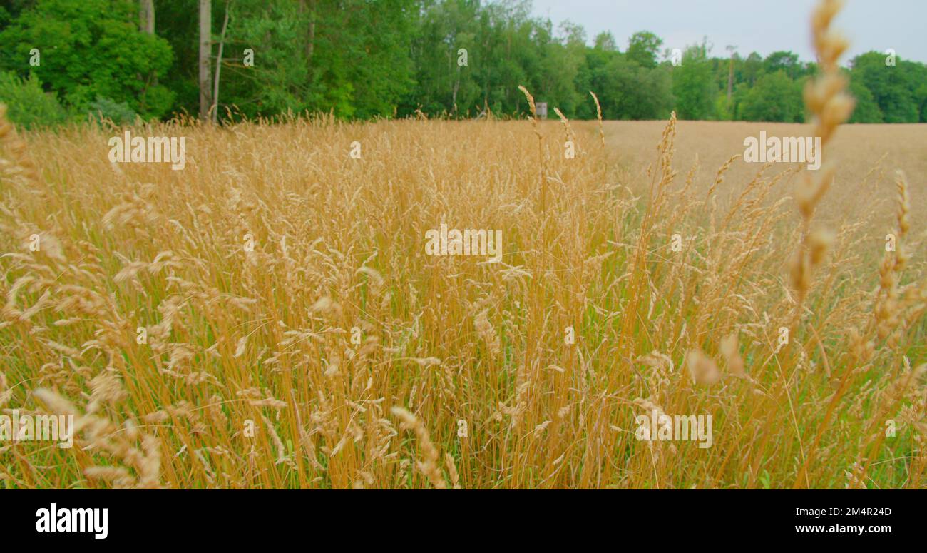 Dry wild plants weeds field in the evening. Country natural rural scene ...
