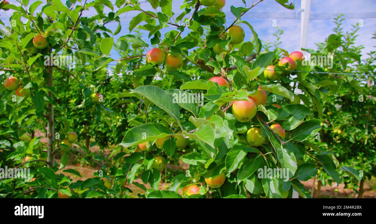 Juicy apples hanging on branch in orchard garden. Trees are tied ...