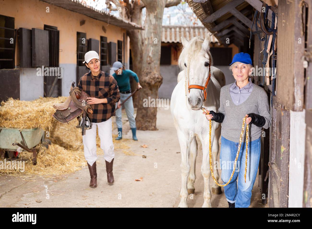 Backyard of the stables on typical autumn day - horse walking and ...