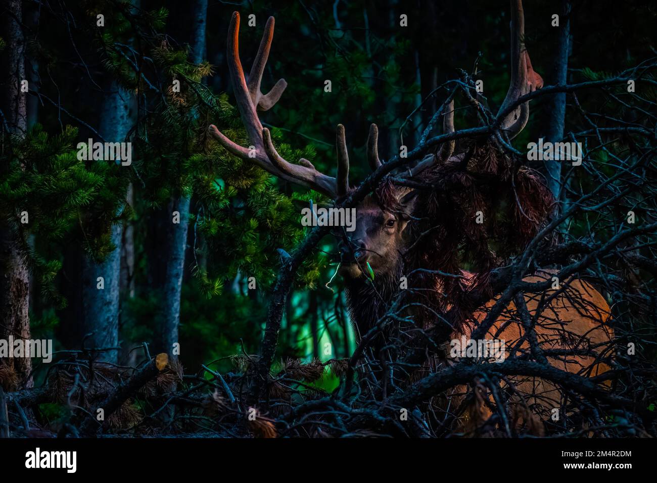 Dark forest trees deer hi-res stock photography and images - Alamy