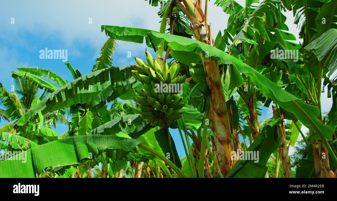 Banana plantation with green ripe bunches of berries for export. Fuit ...