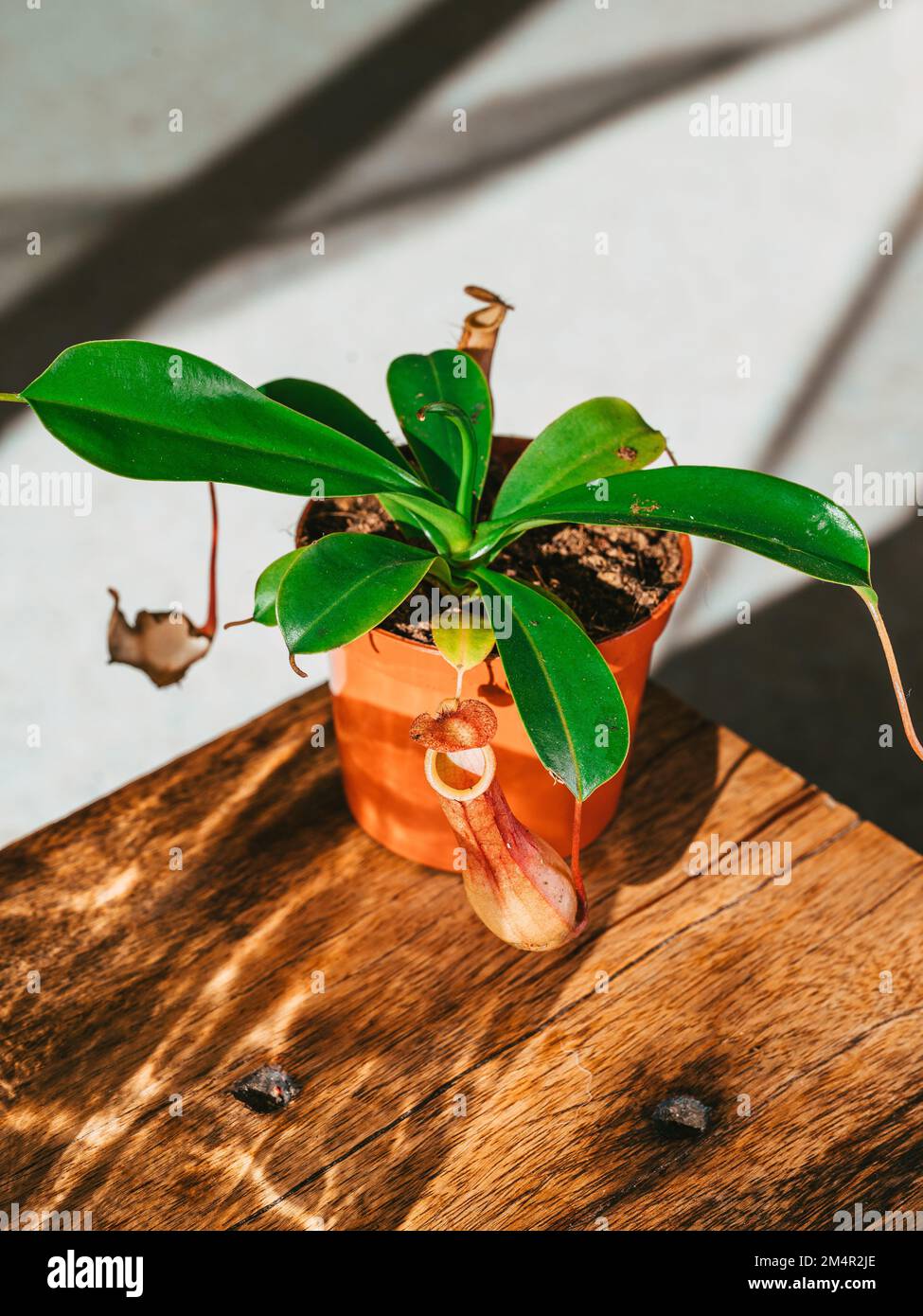 A high-angle vertical view of the Nepenthes alata plant in a flowerpot ...