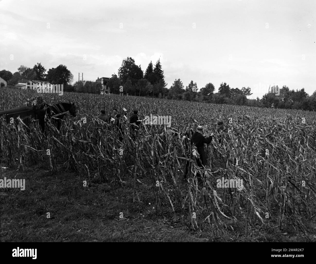 Hybrid Corn - Visit to the Madeleine Farm Near Pau. Photographs of ...
