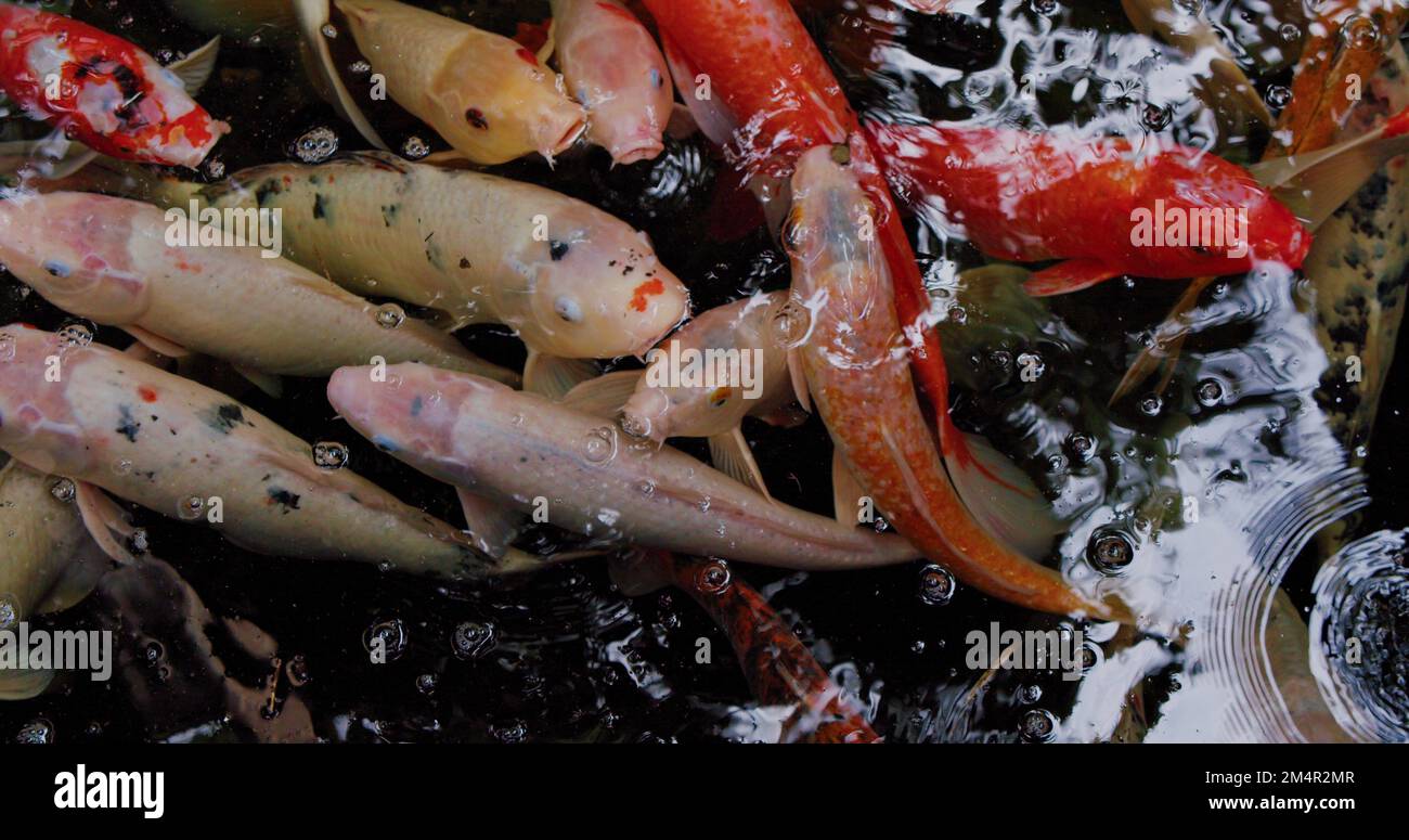 Cyprinus carpio red sea hi-res stock photography and images - Alamy