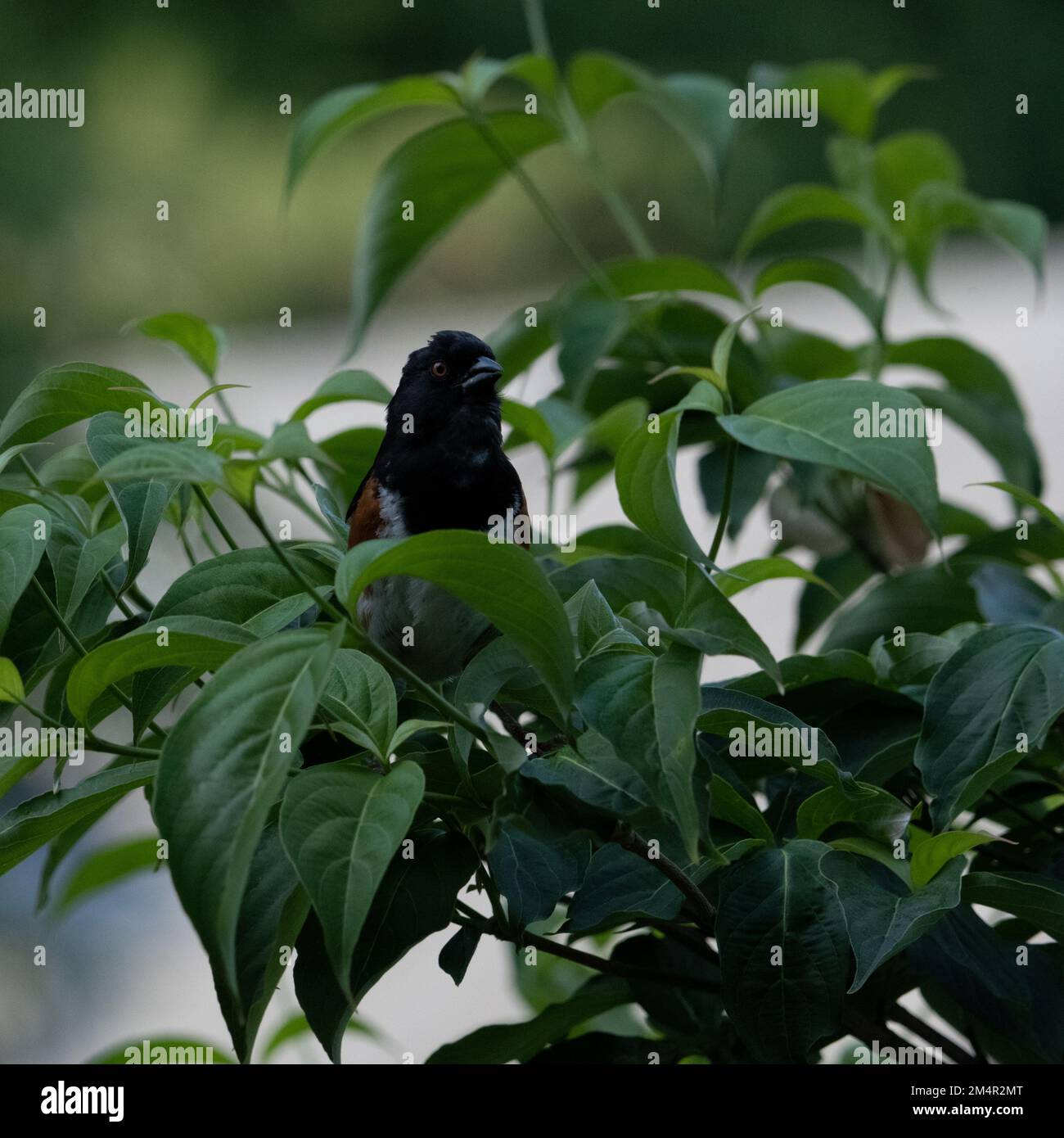 Bird at the tip of tree hi-res stock photography and images - Alamy