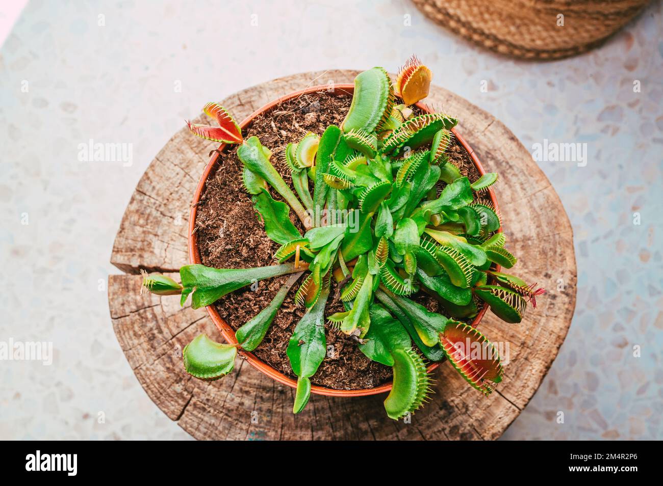 The close-up top view of a Venus flytrap plant in a flowerpot Stock ...