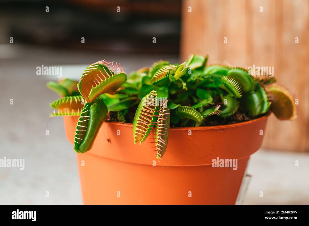 The close-up view of a Venus flytrap plant in a flowerpot Stock Photo ...