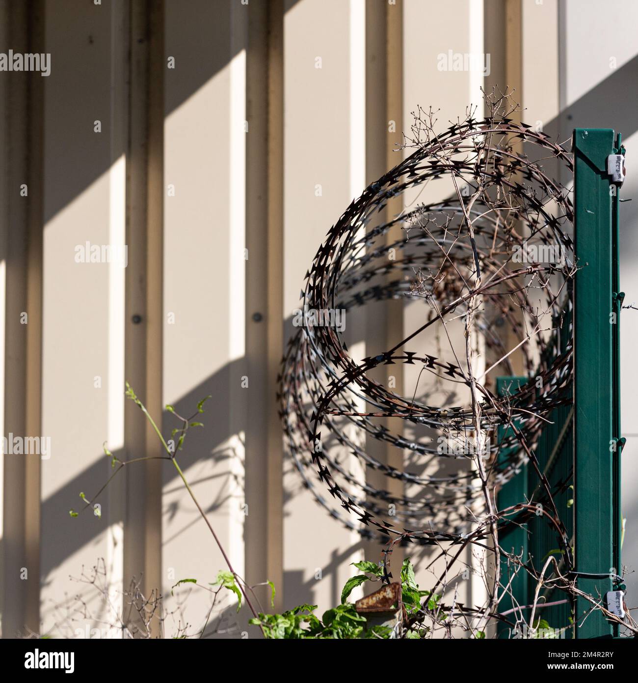 Barbed wire twisted into a roll is attached to a fence. A beige wall of ...