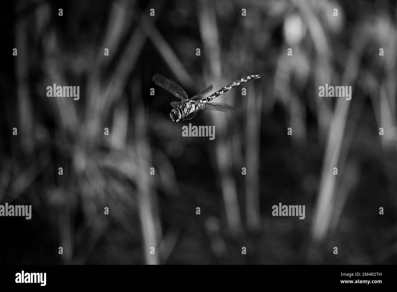 A Southern hawker depicted in black and white buzzes above a pond with ...