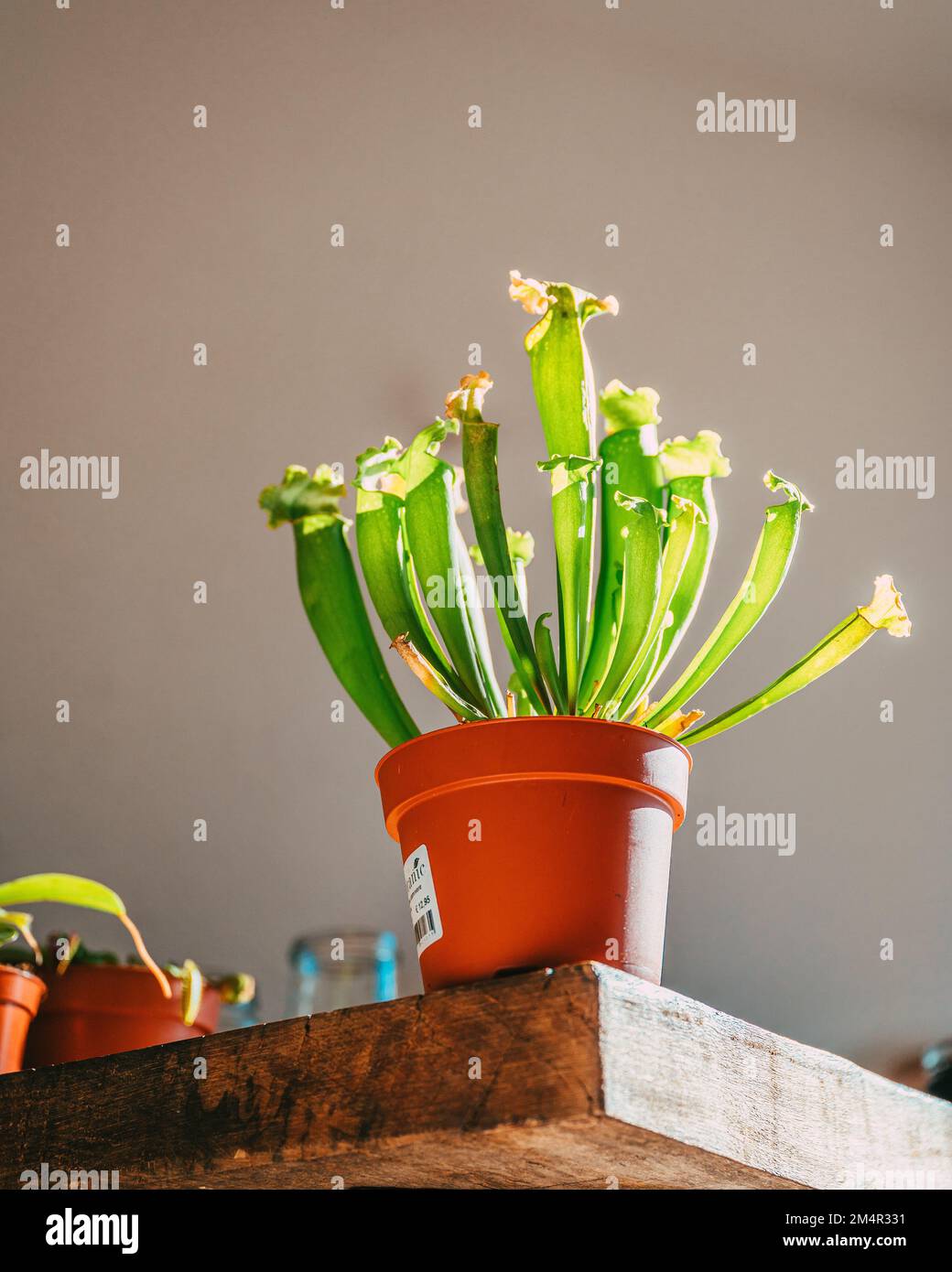 A vertical low-angle view of a Sarracenia oreophila plant in a ...