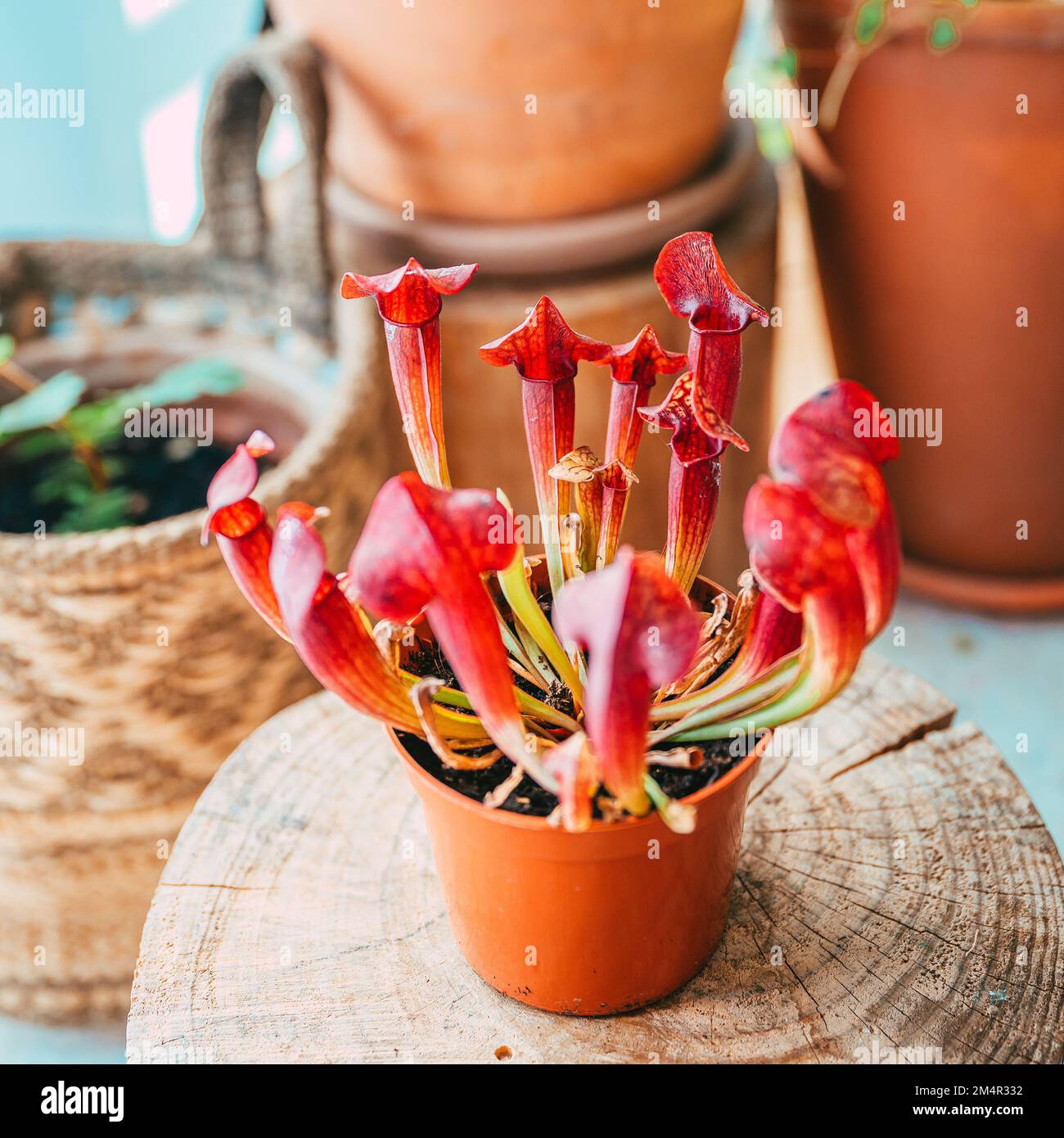 A vertical high-angle view of Trumpet pitchers planted in a flowerpot ...