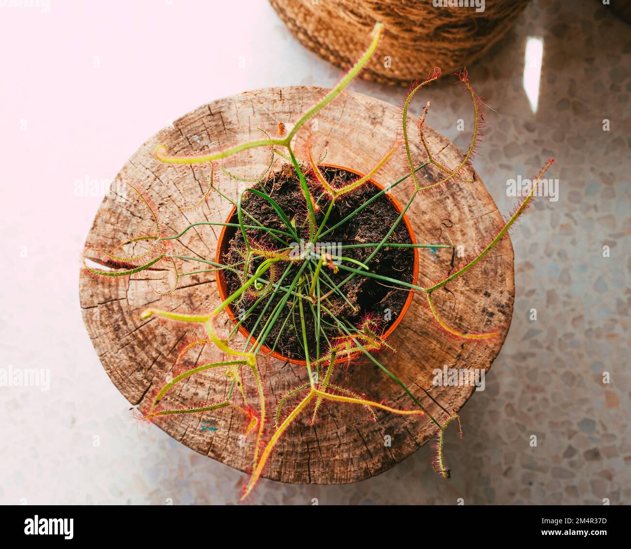 A close-up top view of Drosera binata planted in a flowerpot Stock ...